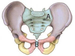 Wat is bekkeninstabiliteit (Symfysiolyse)? | YEEY Health & Fitness